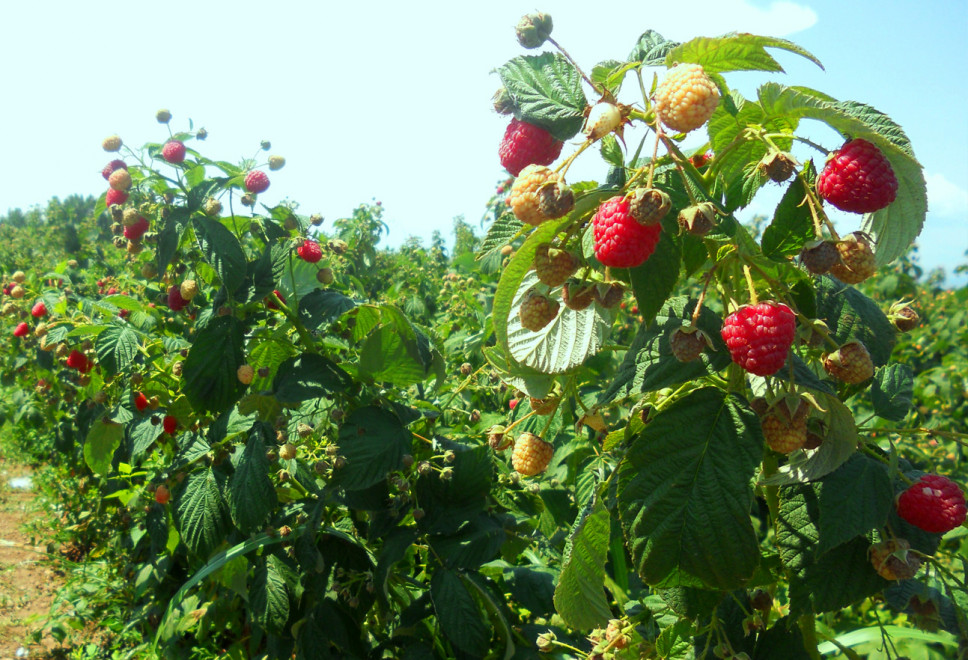Raspberry farm and production of jams