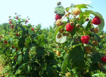Raspberry farm and production of jams InVenture