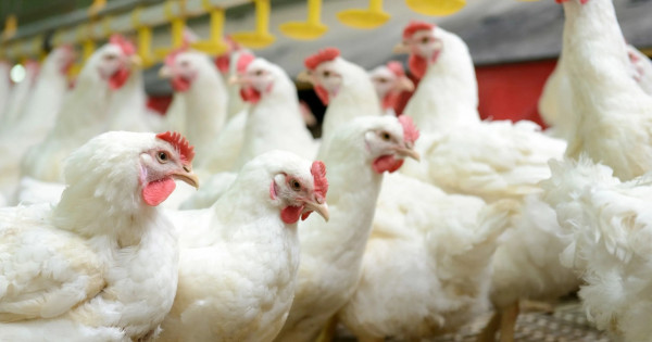 Volyn Region to Get Poultry Complex for 600,000 Birds InVenture