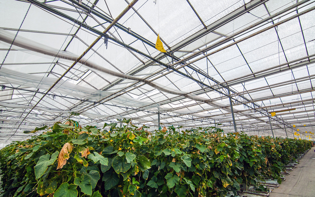 The existing agricultural complex in Kherson InVenture
